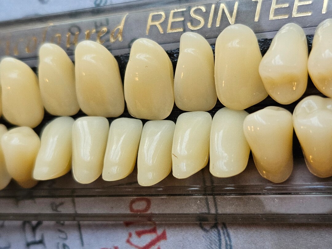 28 Human Teeth Made of Resin - Morbid Teeth Tooth Molar Resin Human ...