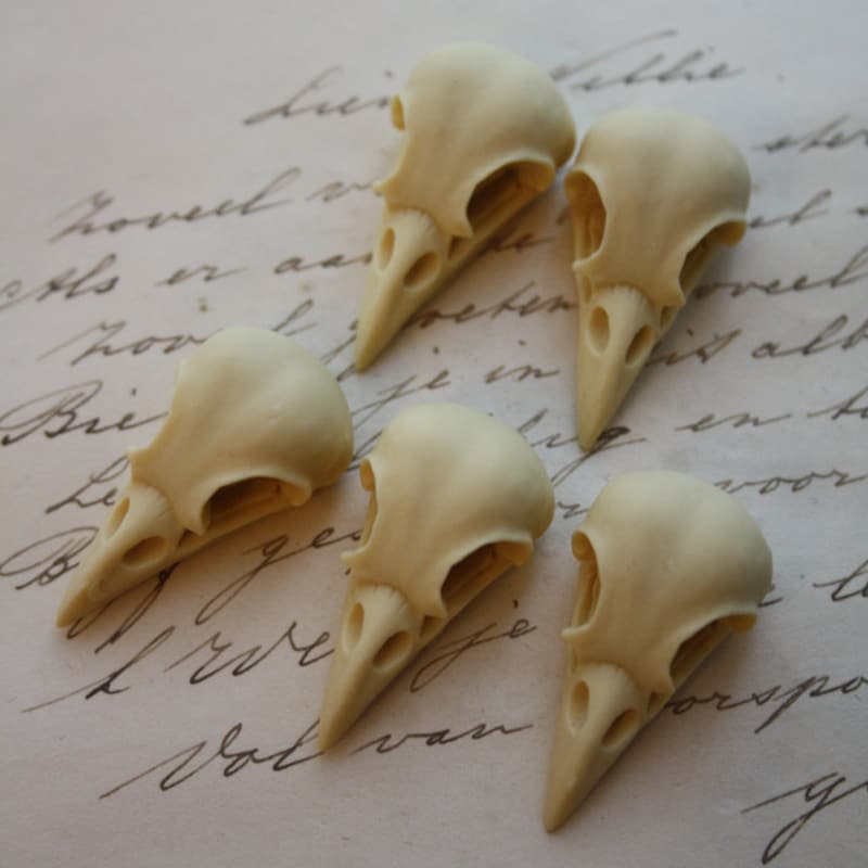 Bird Skull - Etsy