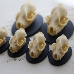Bat Skull Cameo Cabs Resin Cabochon Taxidermy Animal Steampunk Gothic ...