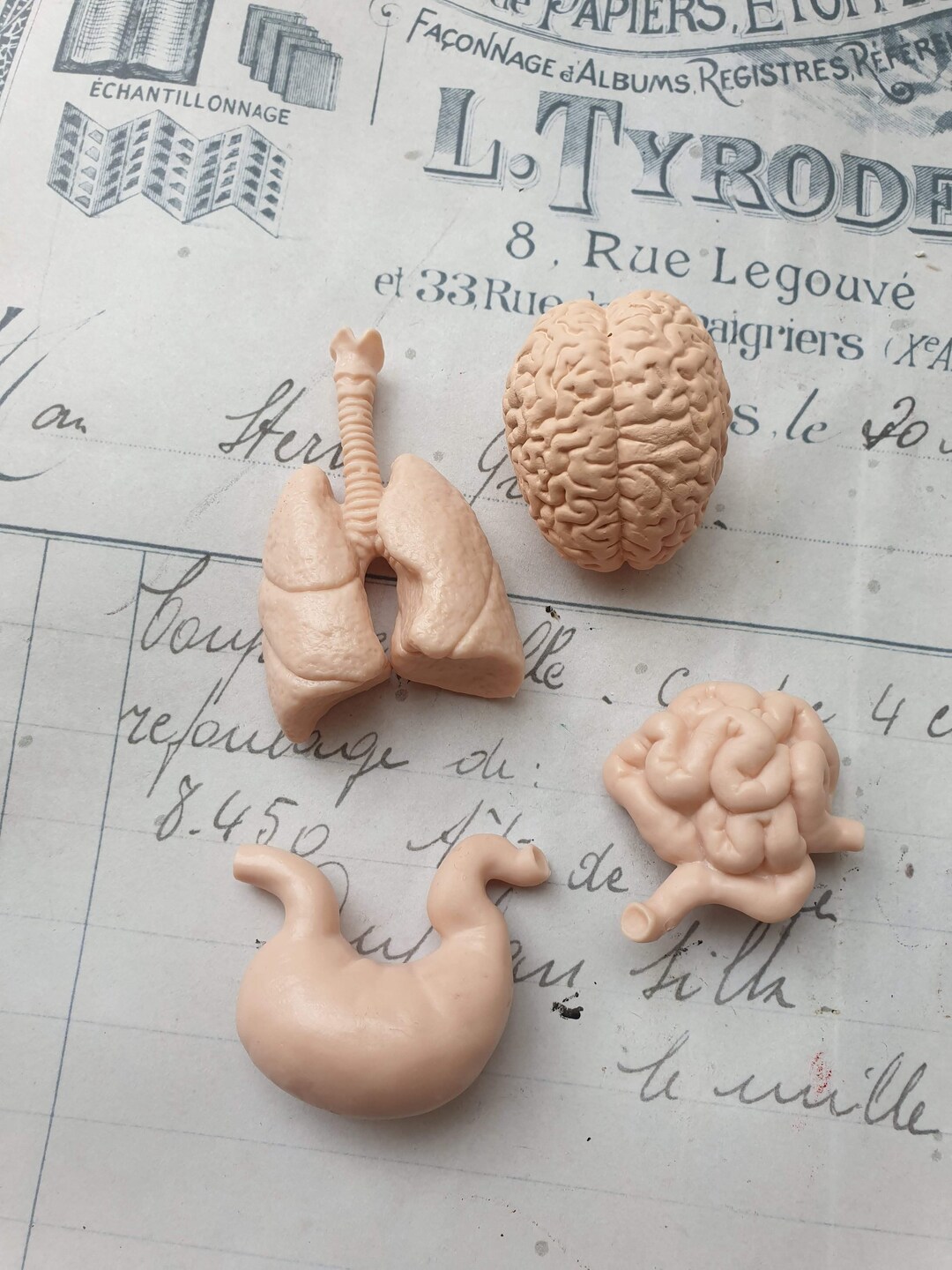 Human Organs Miniature - Etsy