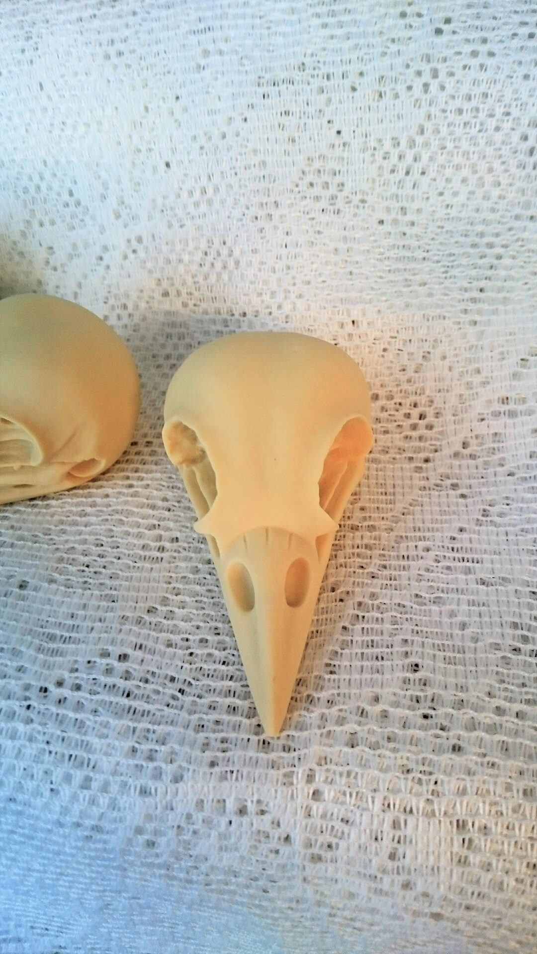 Large Ivory Resin Bird Skull Cabochon: Gothic Steampunk Style (75x40mm ...