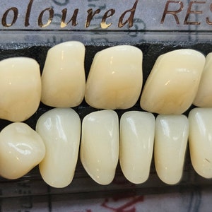 28 Human Teeth Made of Resin - Morbid Teeth Tooth Molar Resin Human ...