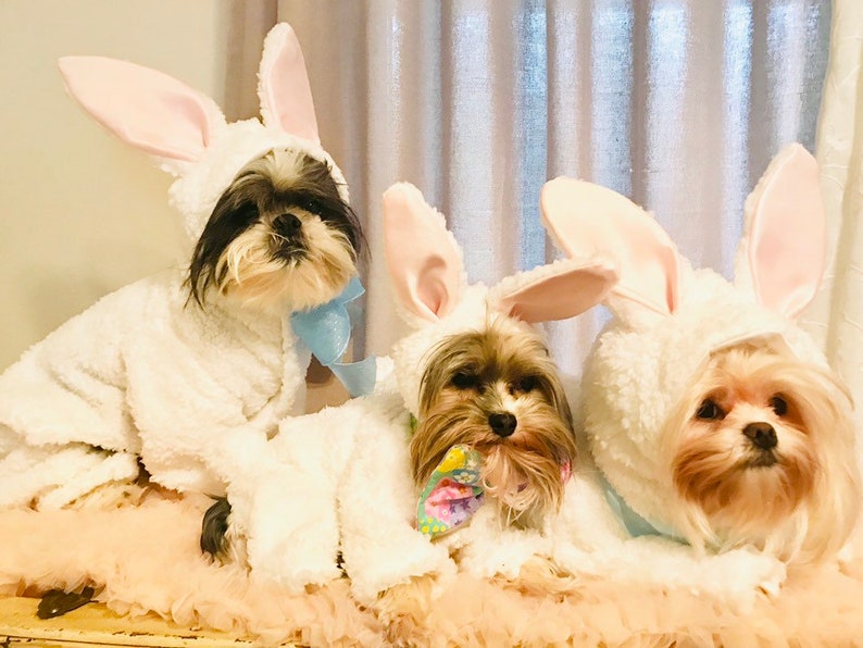 Custom Bunny Costume for Small Breed Dogs - Etsy