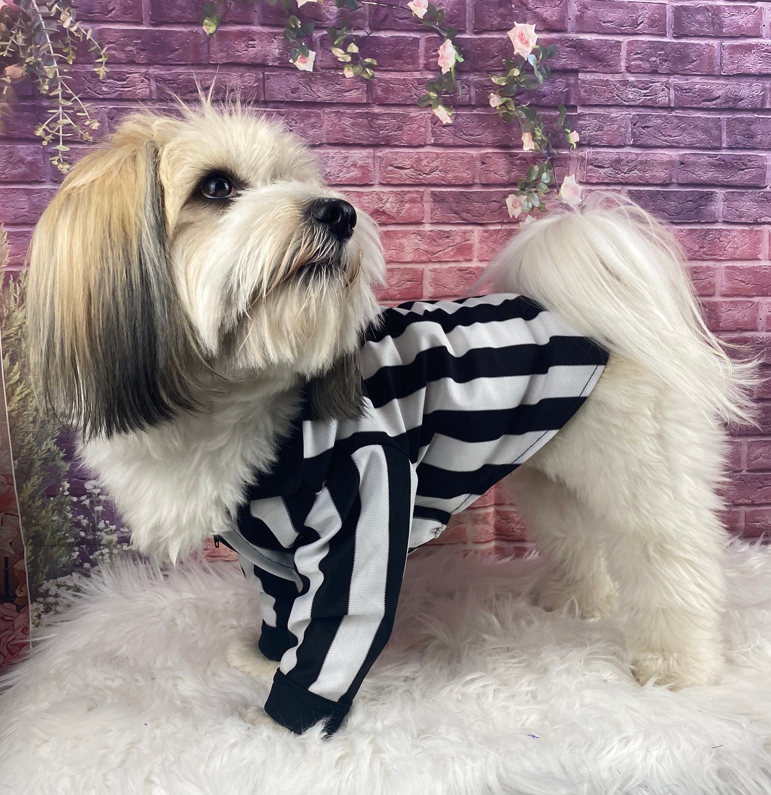 Referee Dog Shirt/costume for Small Dogs Great for Sporting - Etsy
