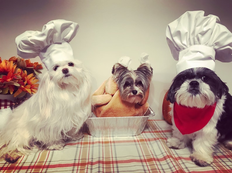 Chef Dog Costume Hat and red scarf | Etsy