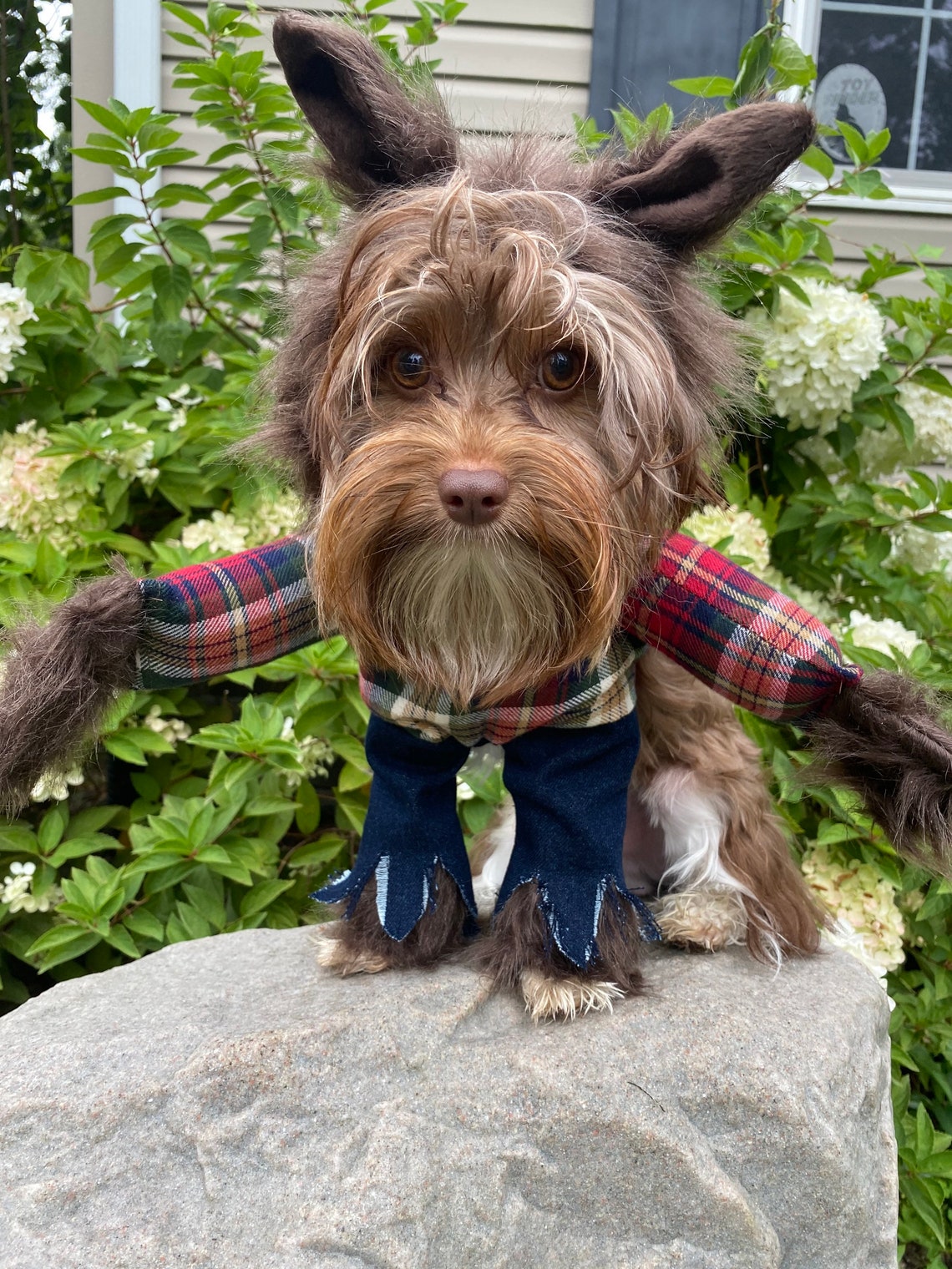 Werewolf dog costume for smaller breed dogs | Etsy
