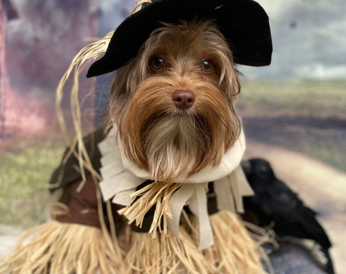 Custom Made Scarecrow Costume for Small Dogs - Etsy