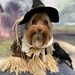 Custom Made Scarecrow Costume for Small Dogs - Etsy