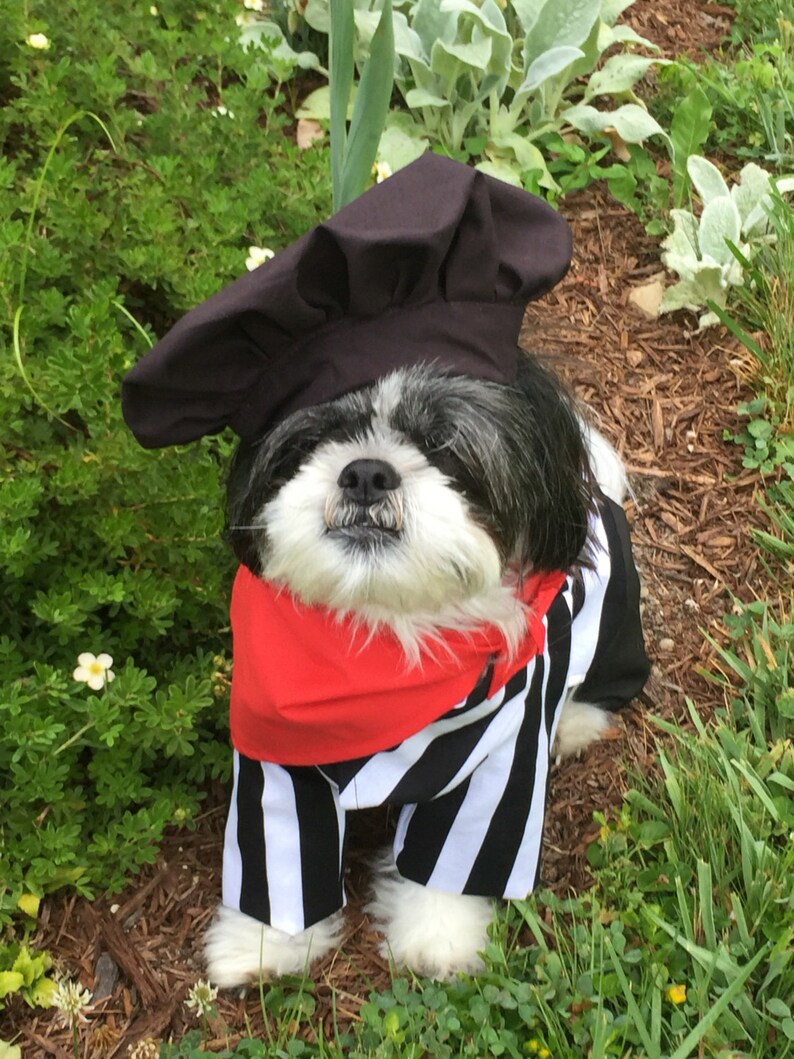 Custom made French Mime dog costume for dogs uo to 20 pounds | Etsy