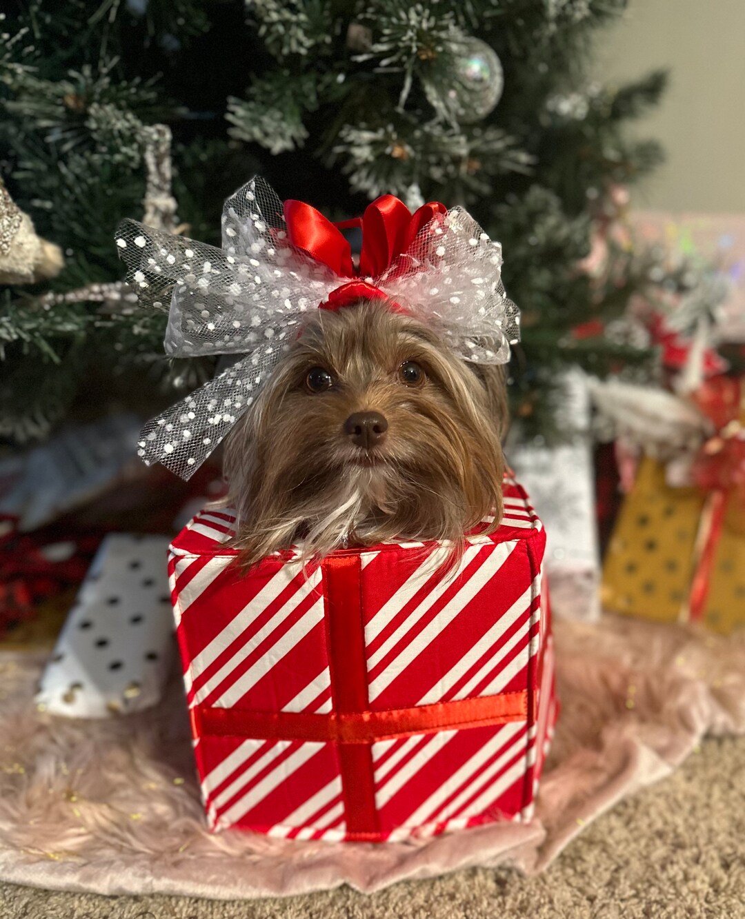 Adorable Small Dog /pet Christmas Present Candy Stripe With Headbow ...