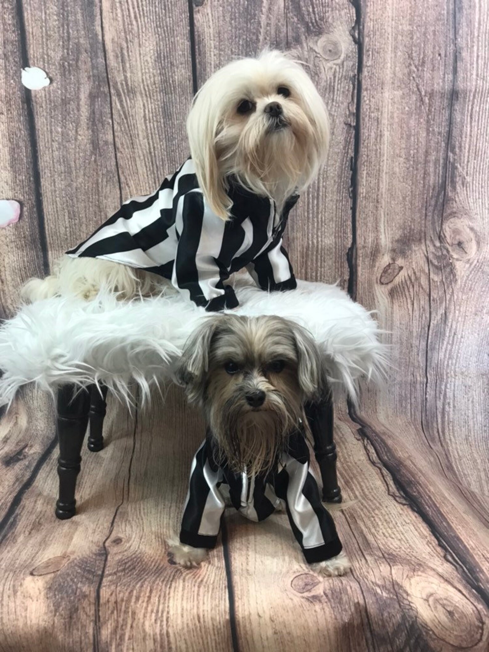 Referee Dog Shirt/costume for Small Dogs Great for Sporting - Etsy
