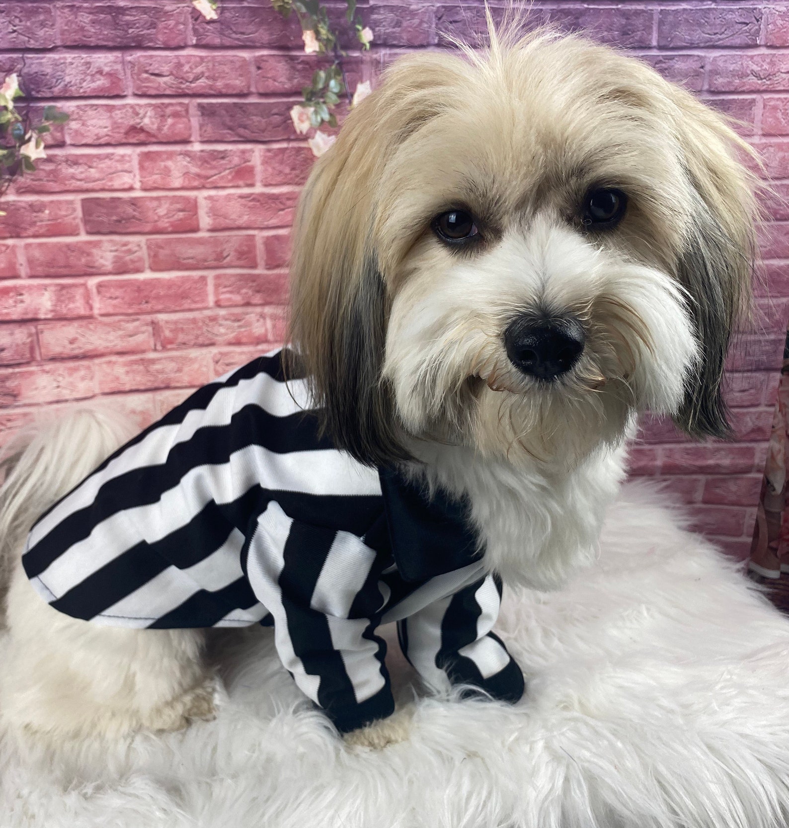 Referee Dog Shirt/costume for Small Dogs Great for Sporting - Etsy
