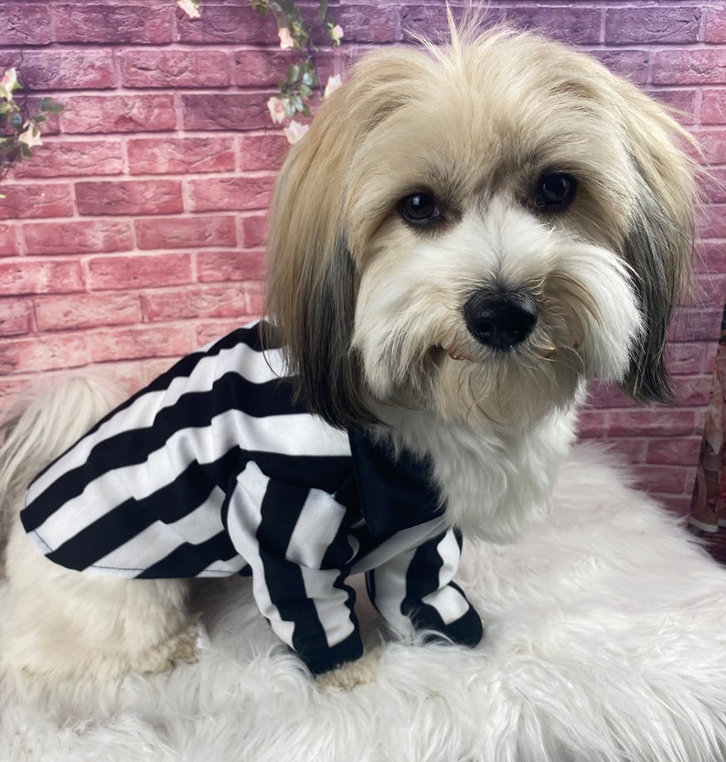 Referee Dog Shirt/costume for Small Dogs Great for Sporting - Etsy