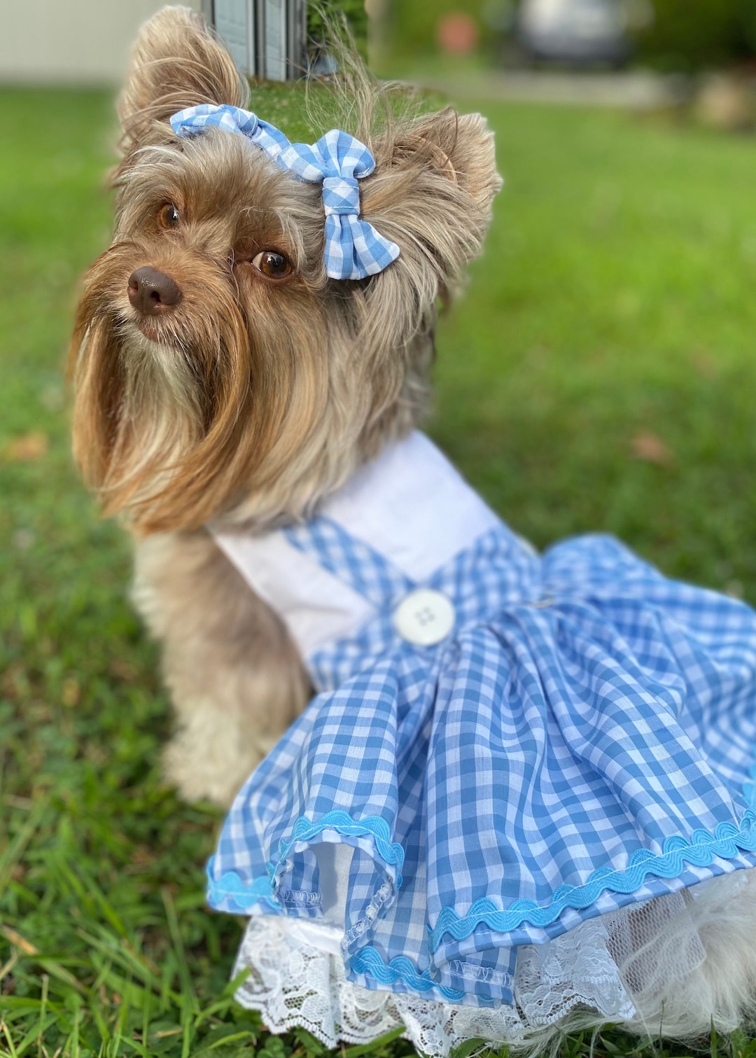 Blue/white Checkered Dress Perfect for Halloween Pet/dog Costume - Etsy