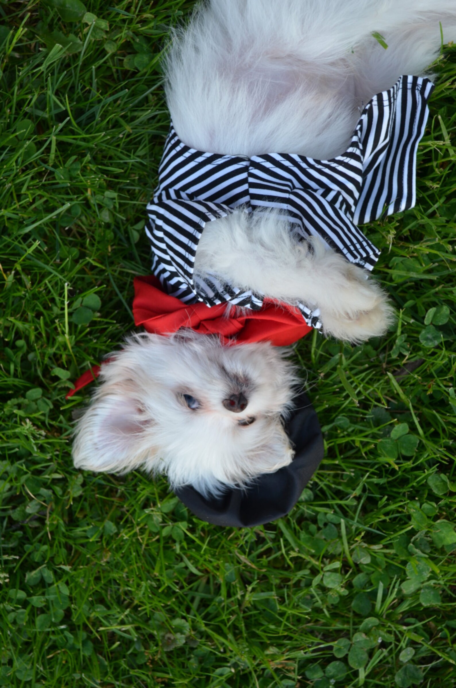 The Frenchman Cute Halloween Dog Costume Size Xxs-xlarge (small/medium ...