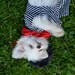 The Frenchman Cute Halloween Dog Costume Size Xxs-xlarge (small/medium ...