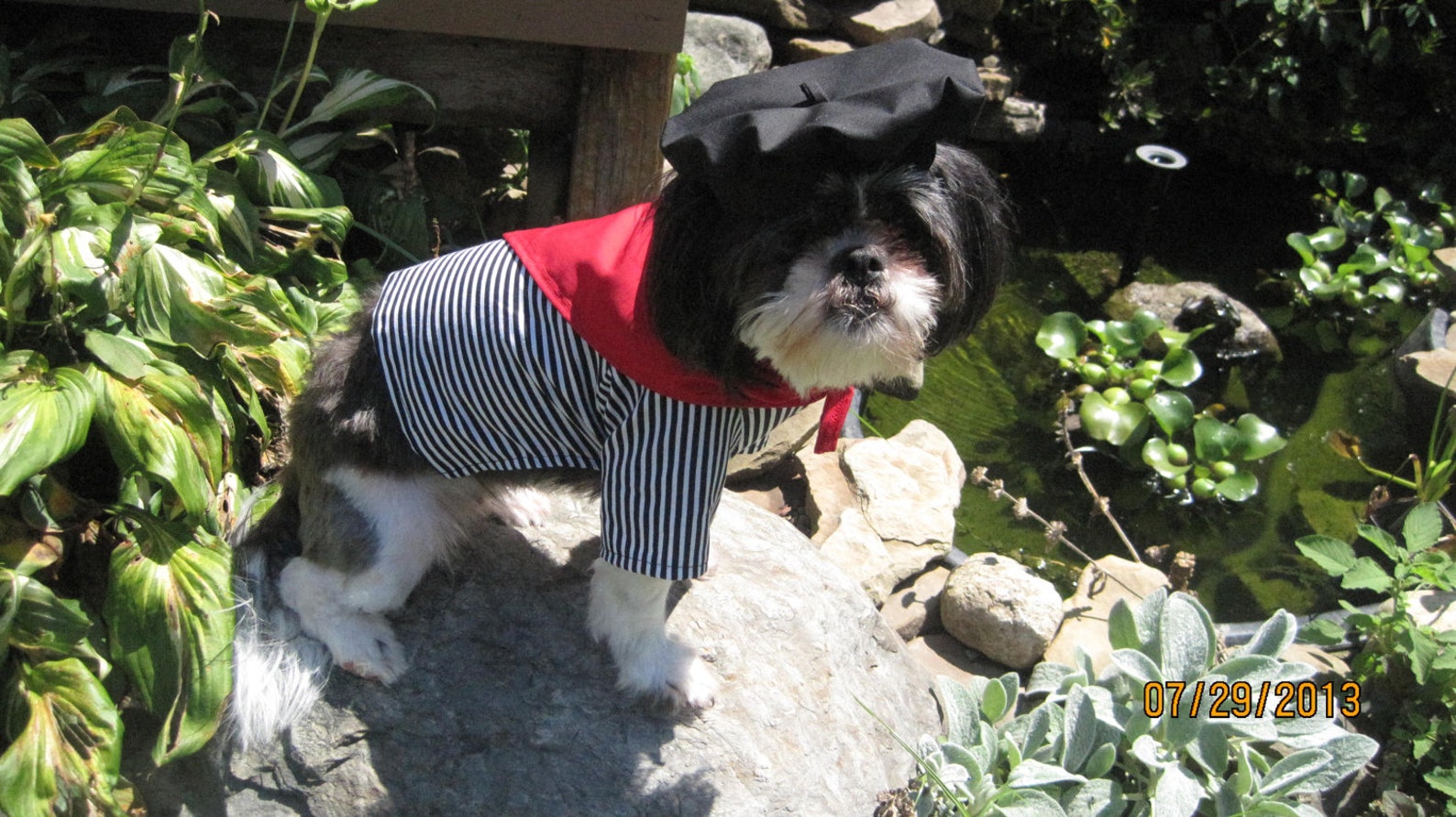 The Frenchman Cute Halloween Dog Costume Size Xxs-xlarge (small/medium ...