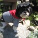 The Frenchman Cute Halloween Dog Costume Size Xxs-xlarge (small/medium ...