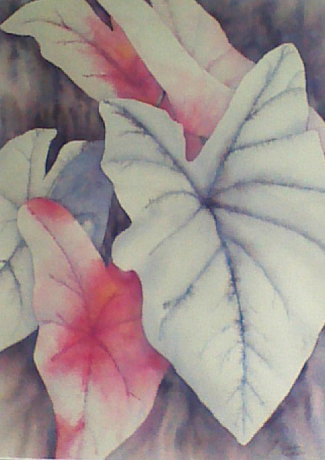 Original Watercolor Painting of Caladium Leaves 15.5 by 22 Inches by ...
