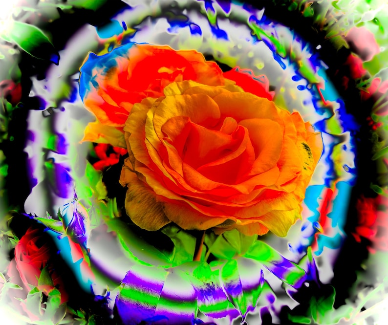 Rainbow Rose Wall Art Print | Vibrant Floral Artwork | Colorful Modern ...