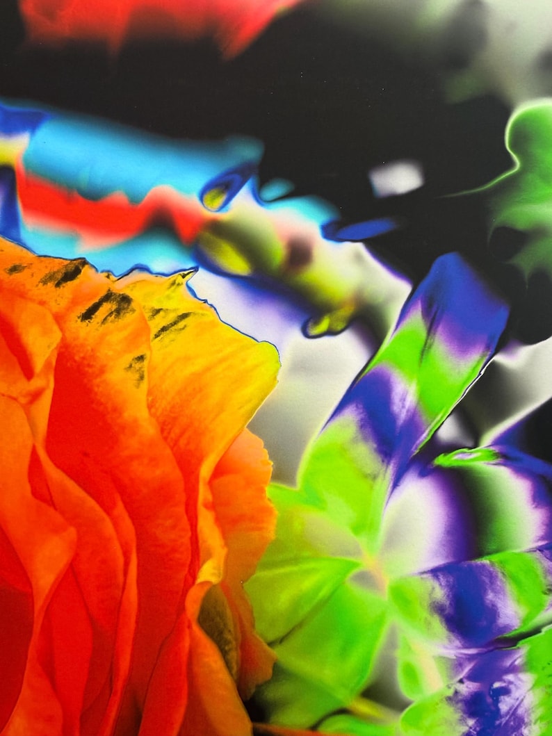 Rainbow Rose Wall Art Print | Vibrant Floral Artwork | Colorful Modern ...