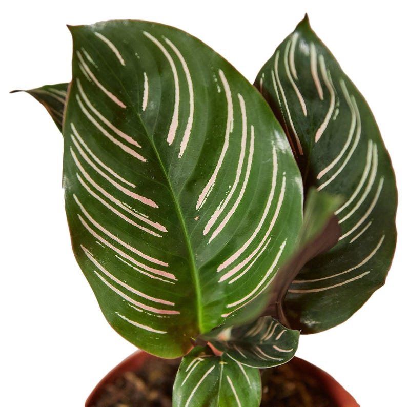 Calathea 'ornata' - Etsy