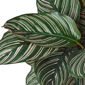 Calathea 'ornata' - Etsy