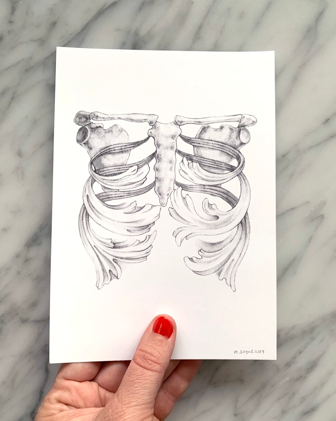 CLAVICLE With Scrollwork Human Anatomy, Medical Drawing, Scientific Art ...