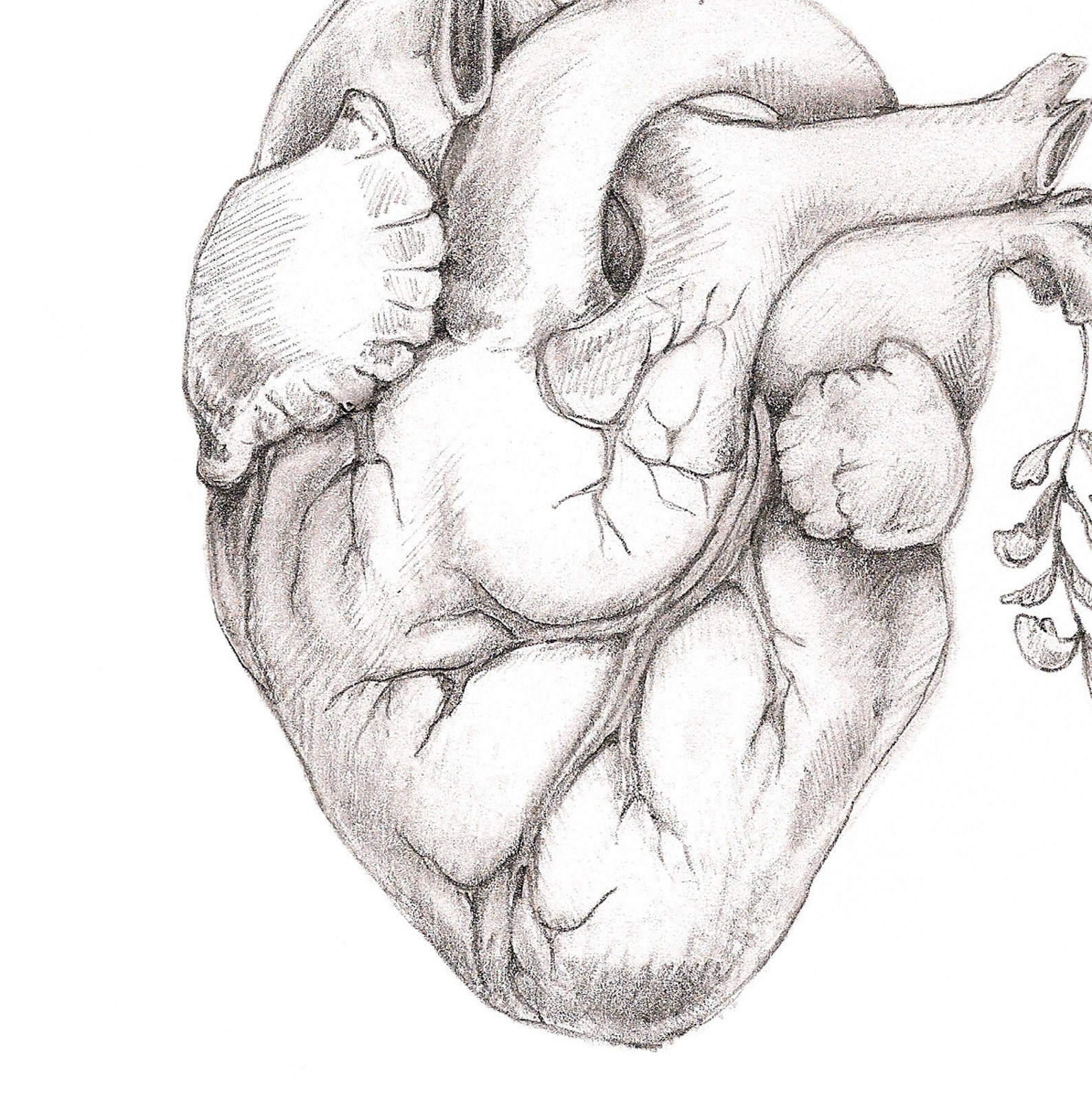 8x10 PRINT of Original Drawing blooming Heart Graphite, Art, Anatomy ...