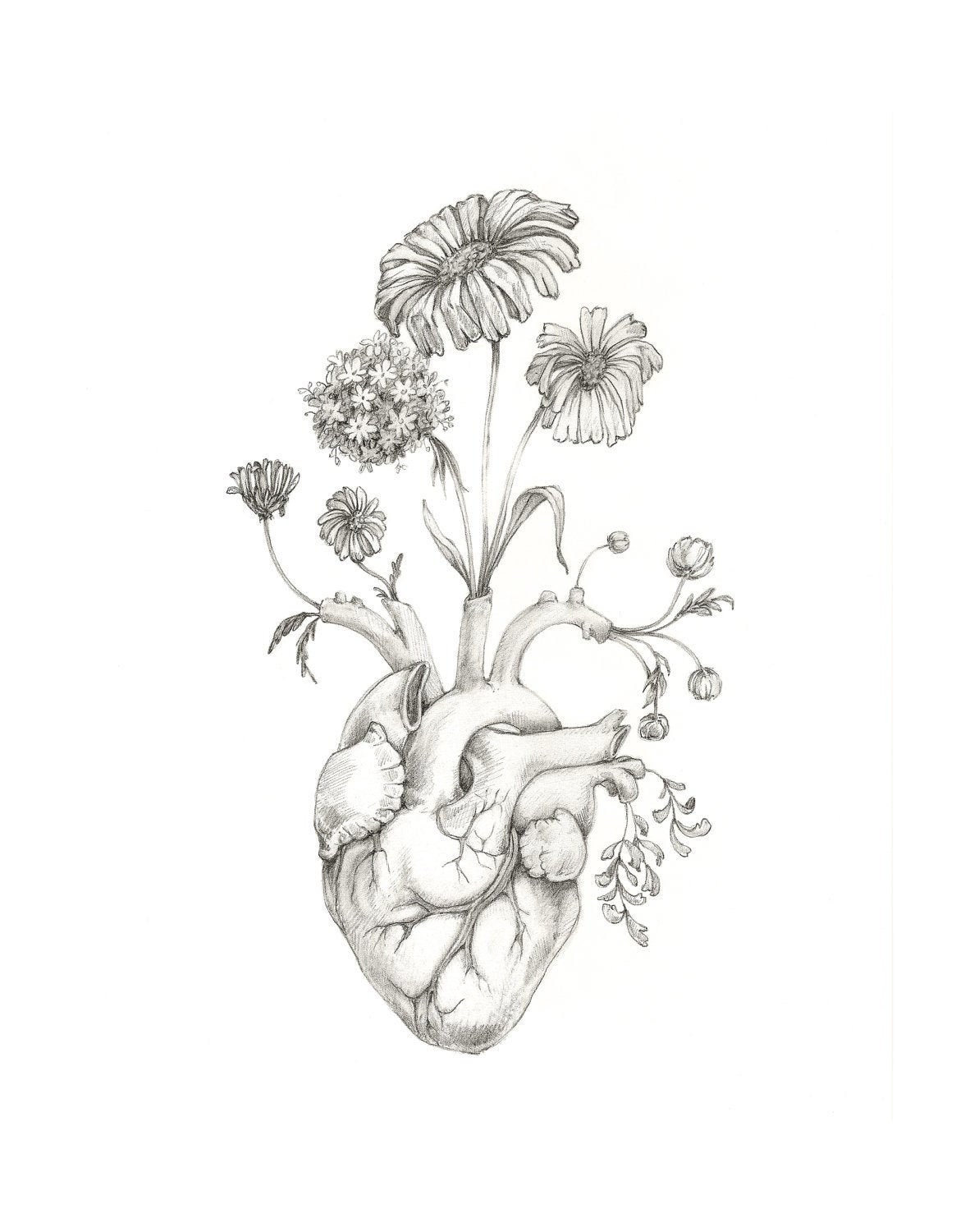 8x10 PRINT of Original Drawing blooming Heart Graphite, Art, Anatomy ...