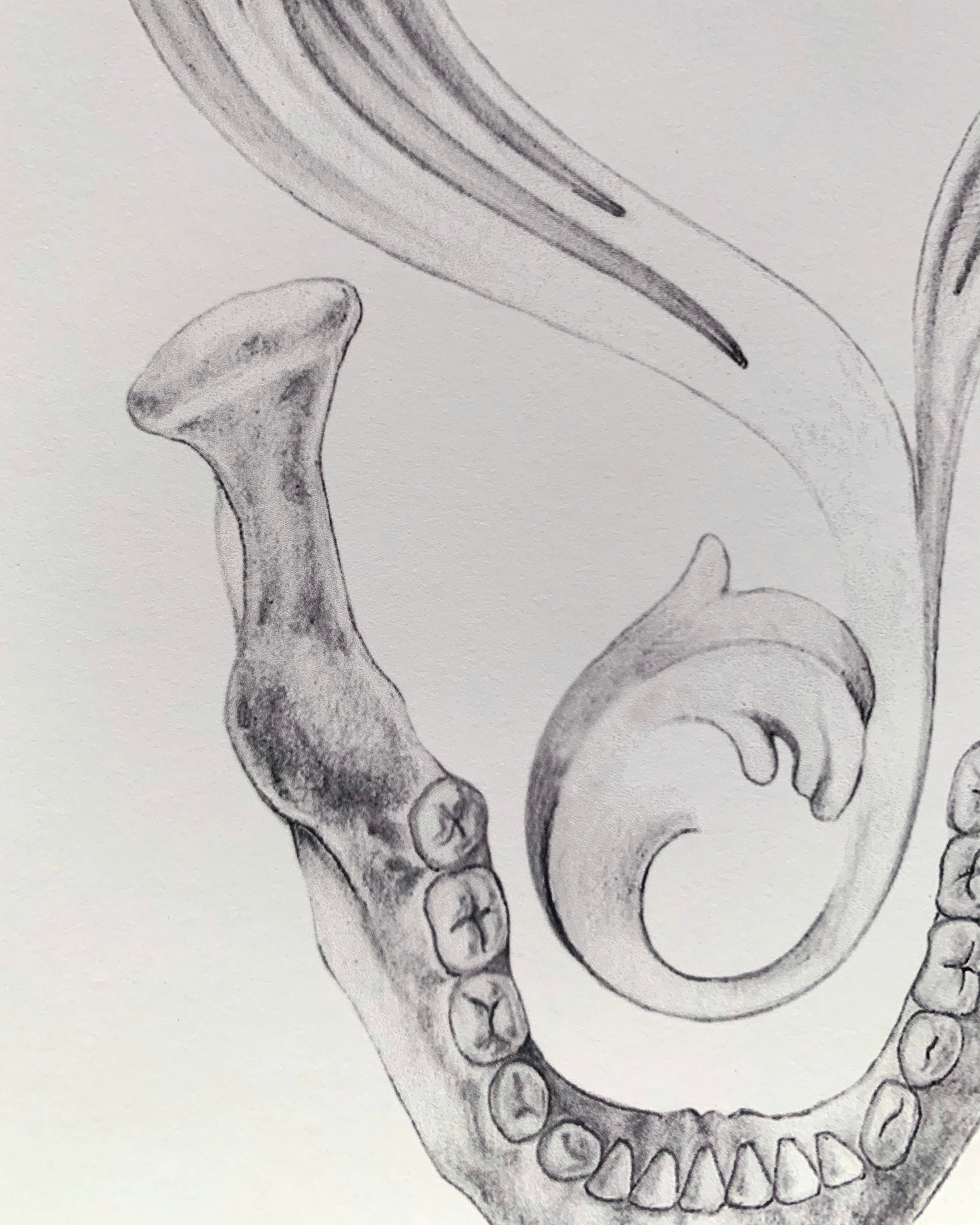 MANDIBLE With Scrollwork Human Anatomy, Medical Drawing, Scientific Art ...