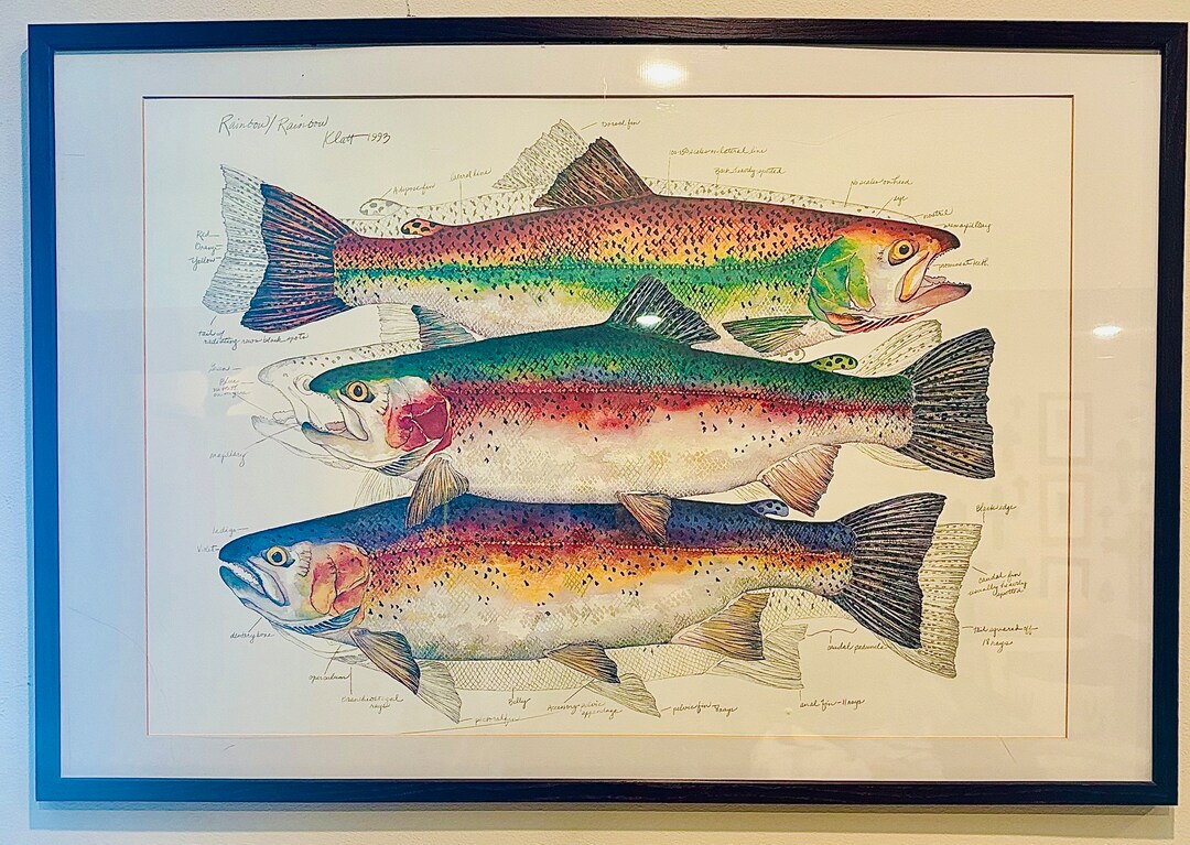 Signed Eileen Klatt “rainbow/rainbow" Trout Lithograph - Etsy