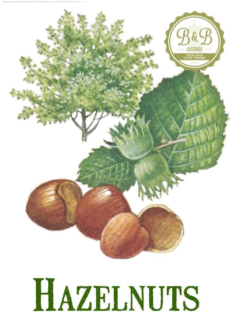 Vintage Hazelnut Print Digital Download / Jpeg of Vintage Nuts / Plant ...