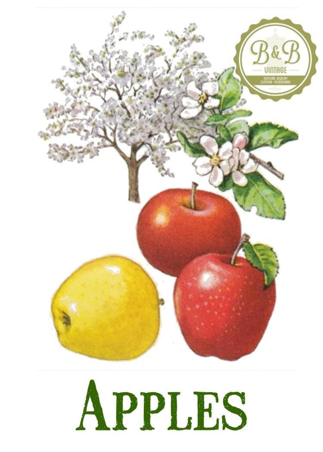 Vintage Apple Print Digital Download / Jpeg of Vintage Apples / Plant ...