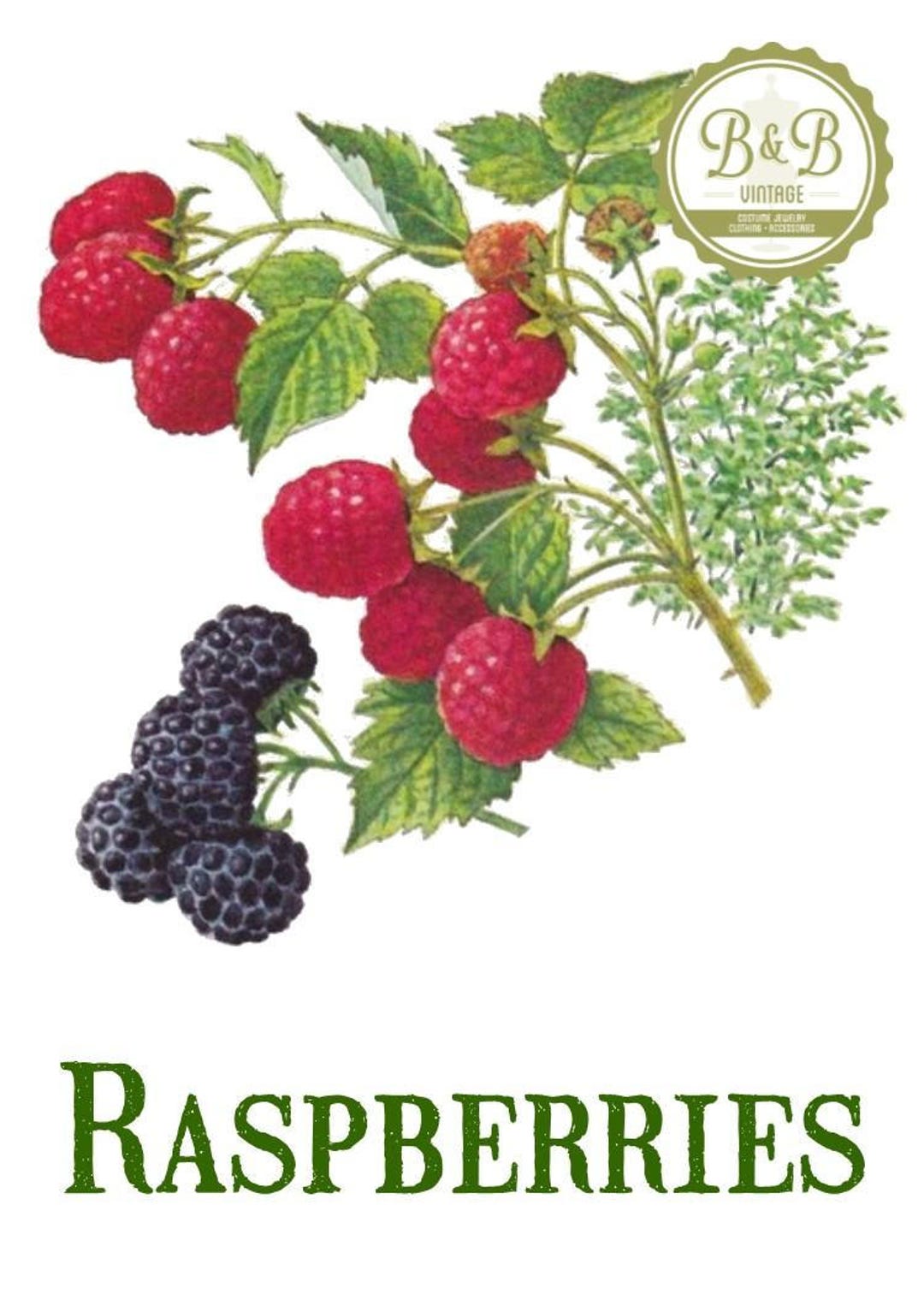 Vintage Raspberry Print Digital Download / Jpeg of Vintage Raspberries ...
