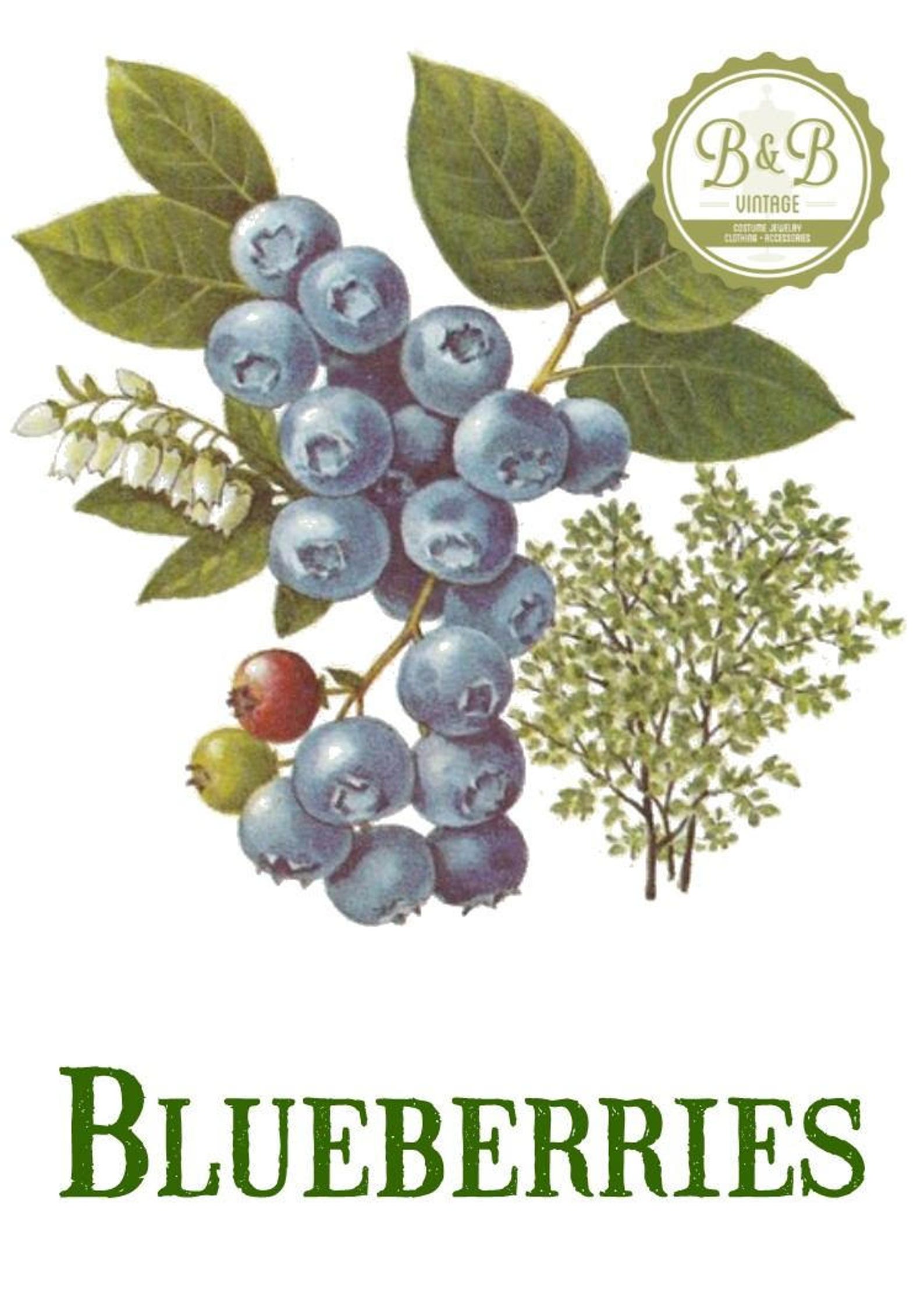 Vintage Blueberry Botanical Print: Antique Fruit Illustration (digital ...