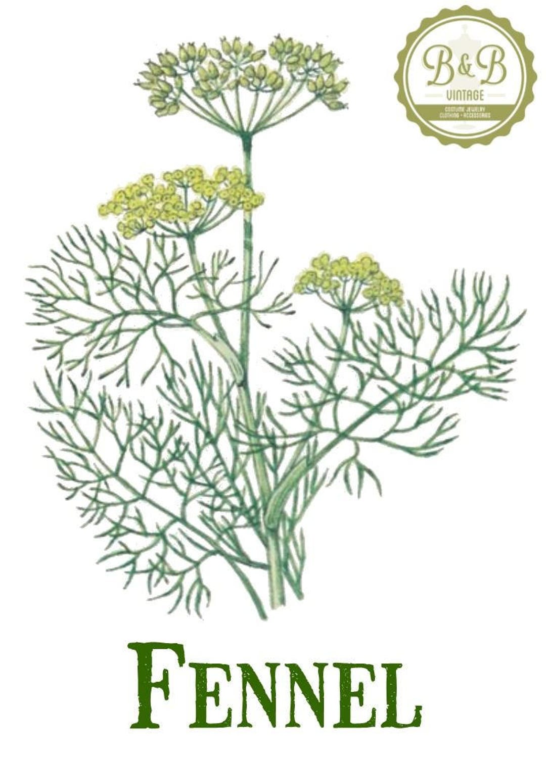 Vintage Fennel Botanical Print: Antique Herb Illustration (digital ...