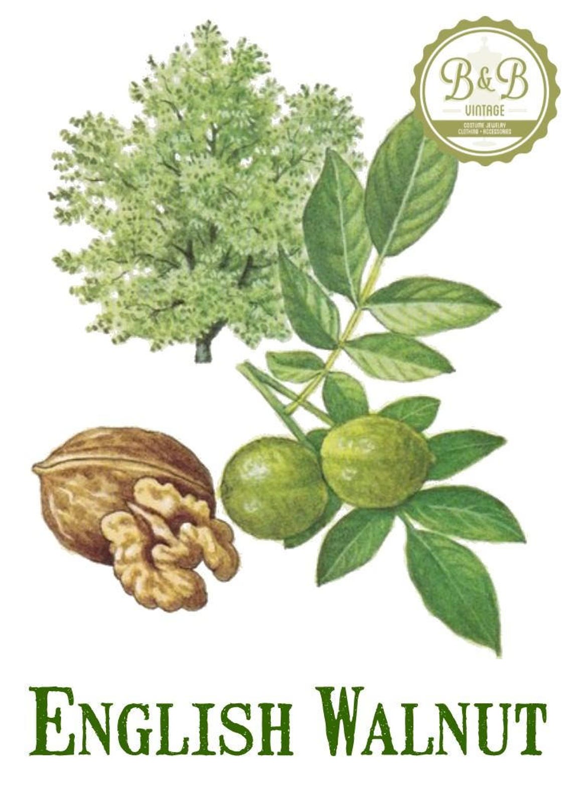 Vintage English Walnut Print Digital Download / Jpeg of - Etsy