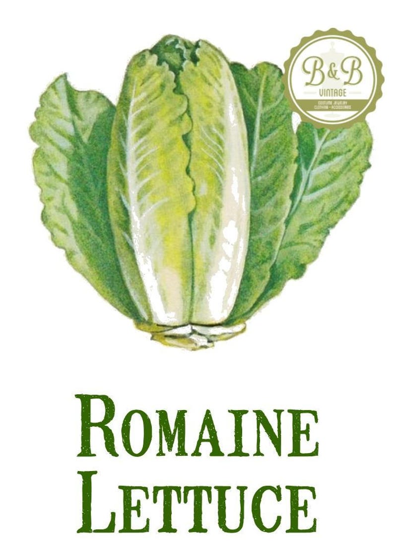 Vintage Romaine Lettuce Print Digital Download / Jpeg of - Etsy