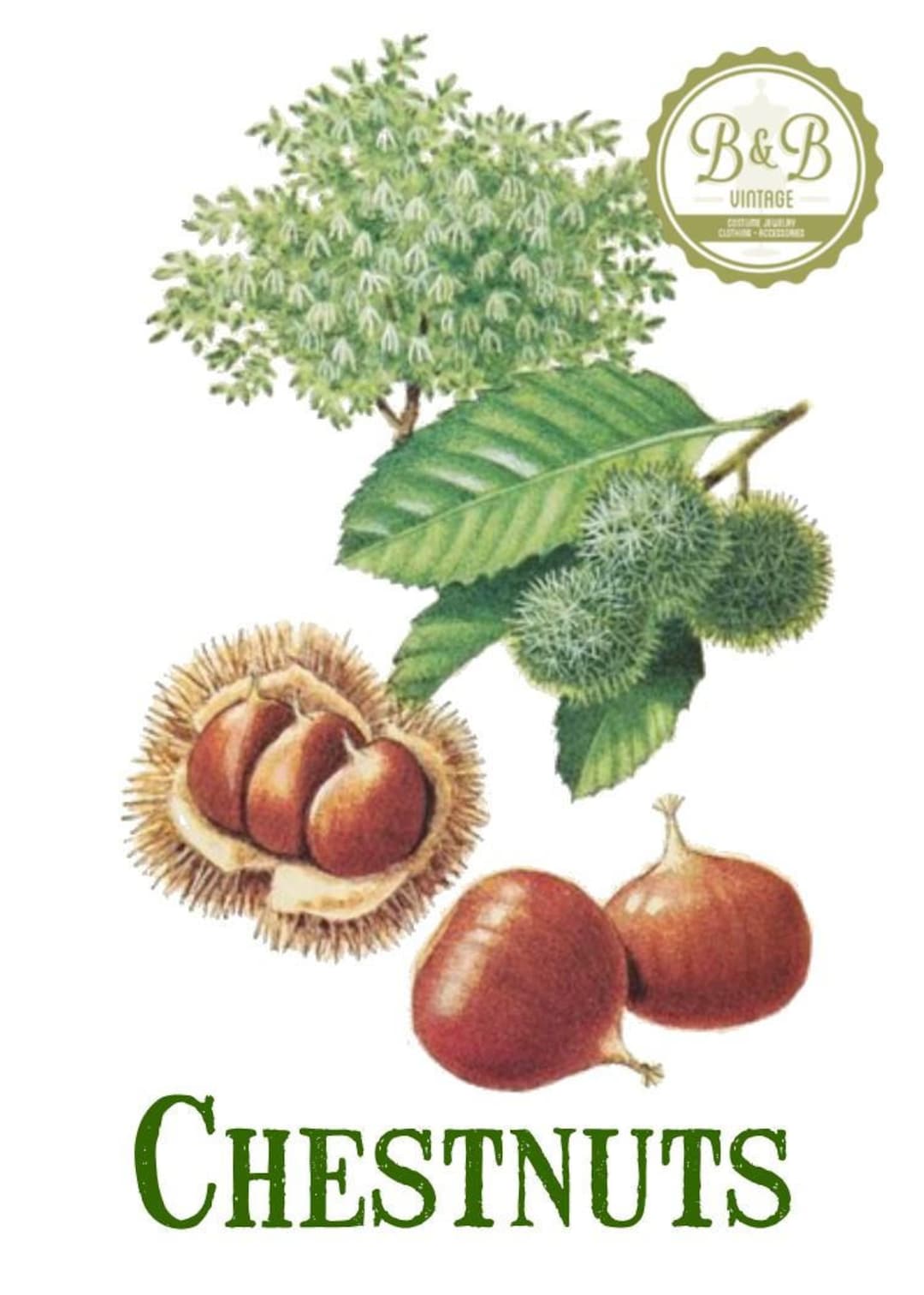 Vintage Chestnuts Print Digital Download / Jpeg of Vintage Nuts / Plant ...