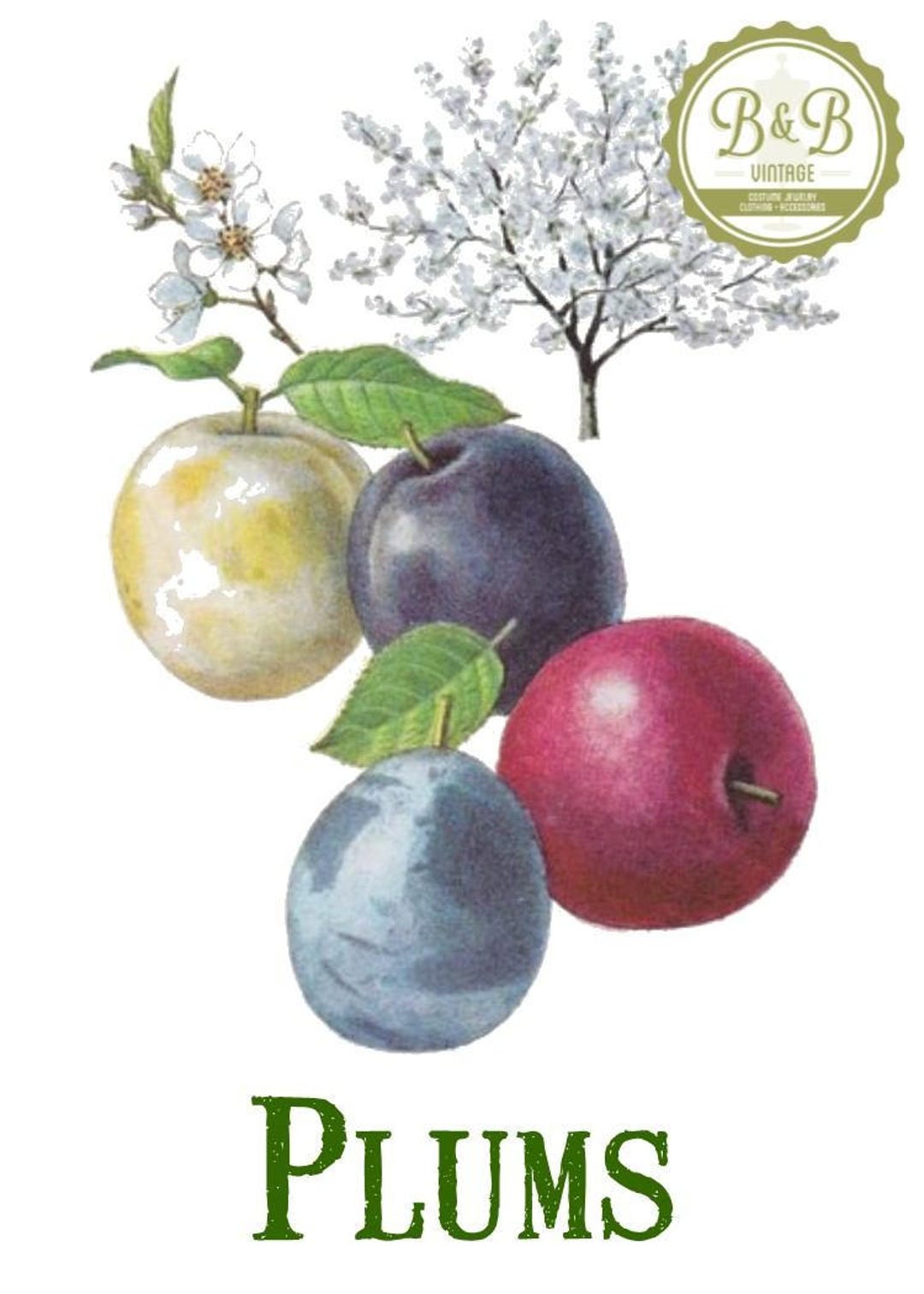 Vintage Plums Print: Botanical Fruit Image (digital Download) - Etsy