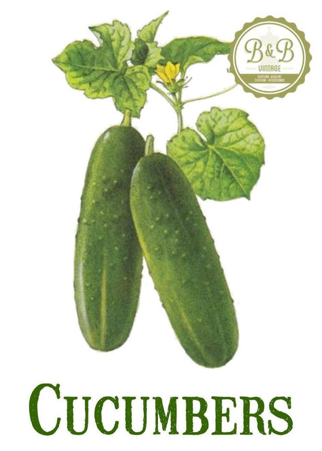 Vintage Cucumber Print Digital Download / Jpeg of Vintage Cucumbers ...