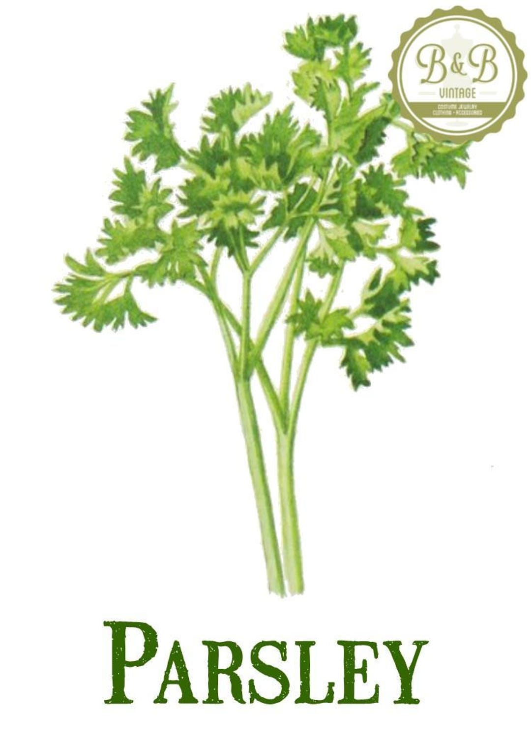 Vintage Parsley Print Digital Download / Jpeg of Vintage Parsley Plants ...