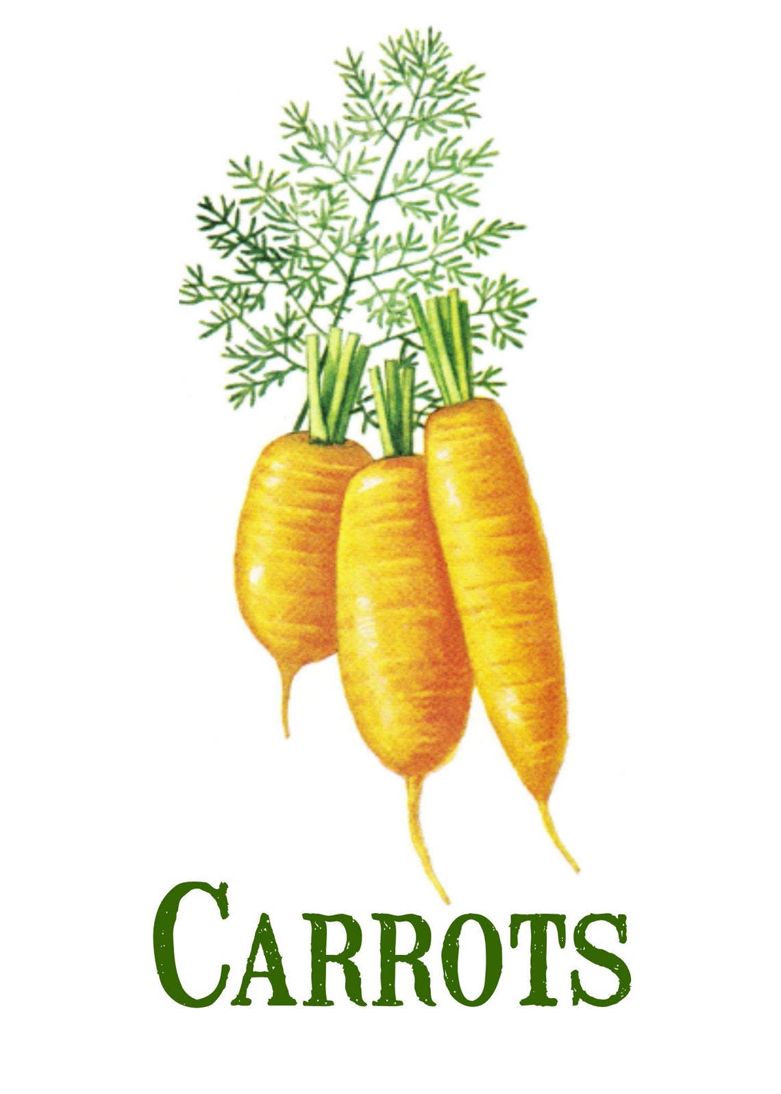 Carrot Printable Vintage Carrot Print Digital Download Jpeg - Etsy
