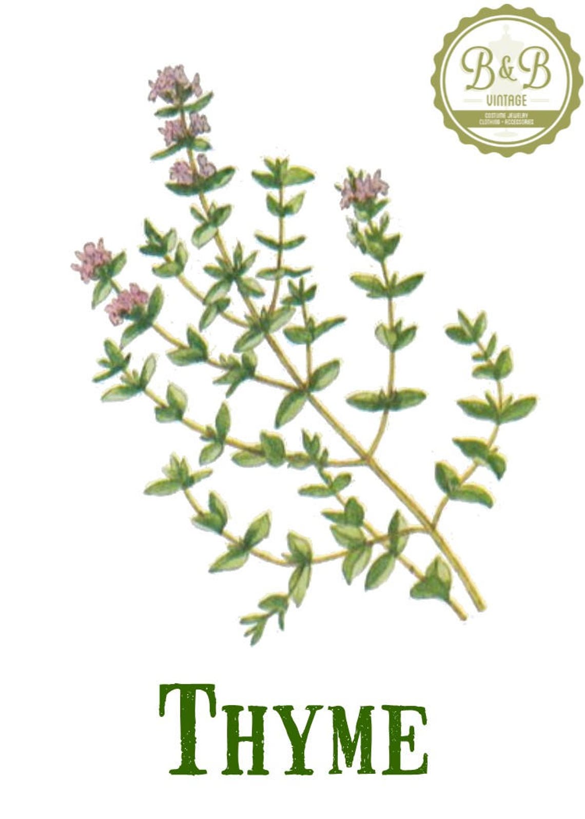 Vintage Thyme Botanical Print: Herb Garden Art (digital Download) - Etsy