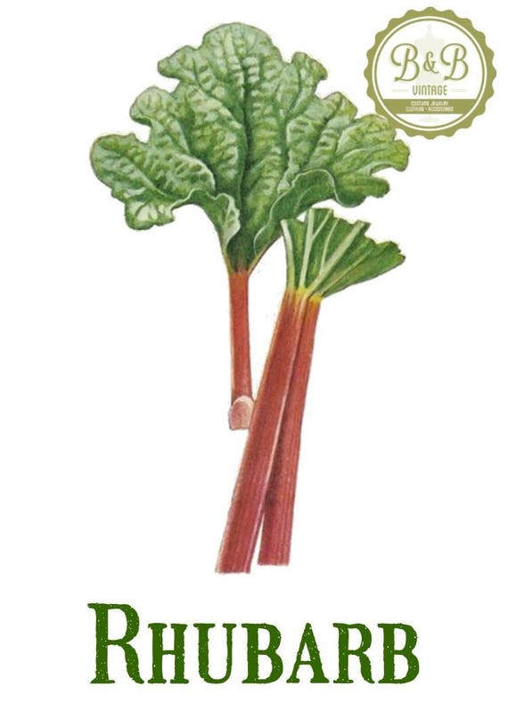 Rhubarb Drawing