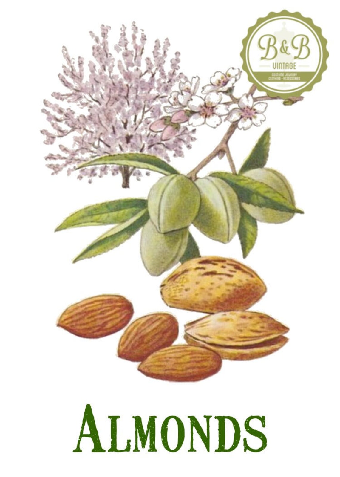 Vintage Almond Print Digital Download / Jpeg of Vintage Nuts / - Etsy