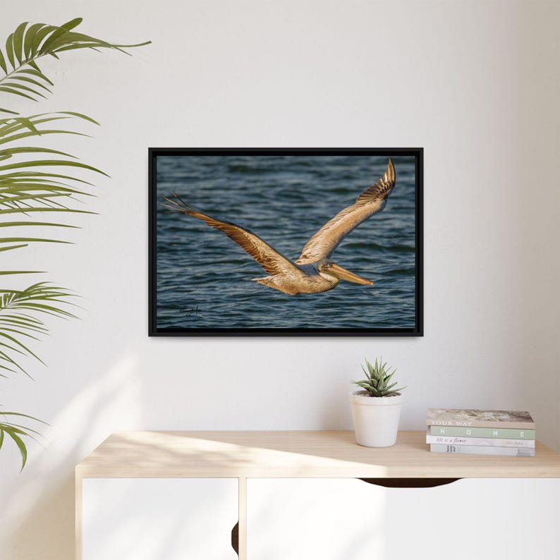 Brown Pelican in Flight Canvas Framed Wall Art | Matte Canvas - Etsy