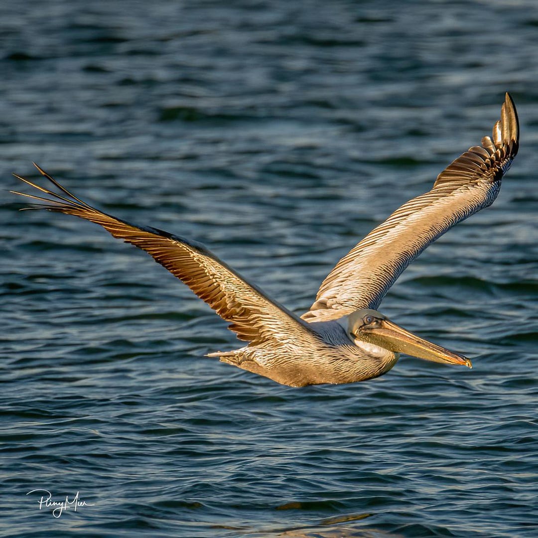 Brown Pelican in Flight Canvas Framed Wall Art | Matte Canvas - Etsy