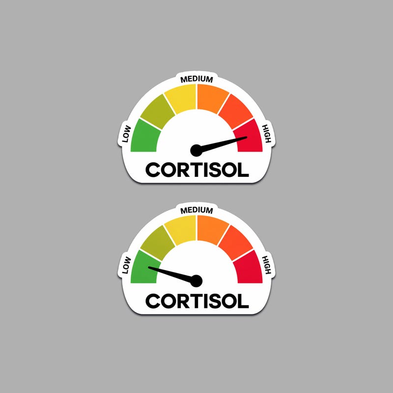 Cortisol Sticker - Etsy